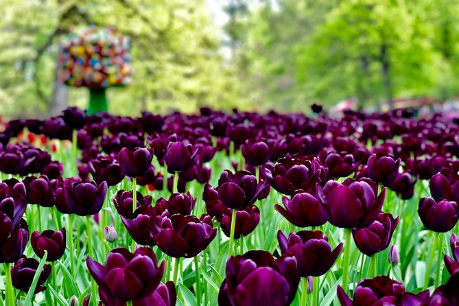 Private Tour to Windmills Zaanse Schans +Keukenhof - 7 Hours - Practical Aspects and Logistics