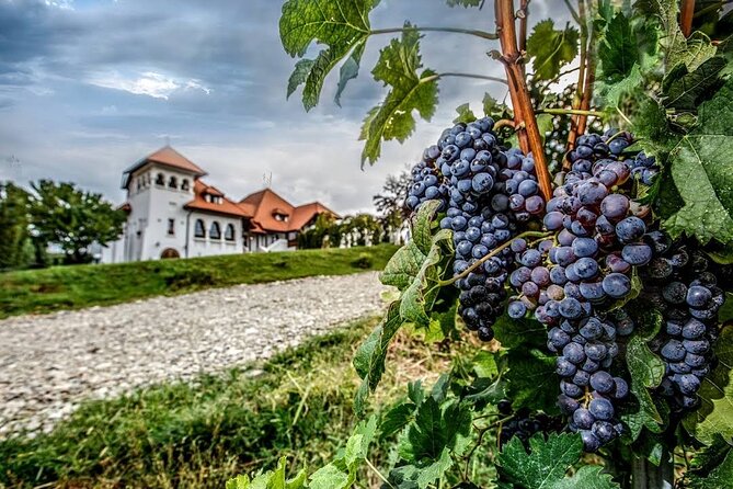 Private Wine Tasting in Cellar and the Winemaking process - Tasting and Entry Fees: Transparency and Budgeting