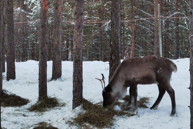 REINDEER FEEDING - Join us for a unique moment with our reindeer - FAQ