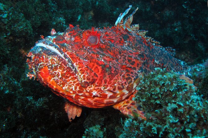 Scuba Diving - The Value and Why It’s Worth Considering