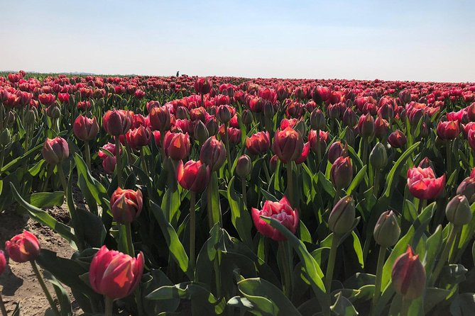 Small Group Half Day Seal Safari at UNESCO Site Waddensea from Amsterdam - The Sum Up