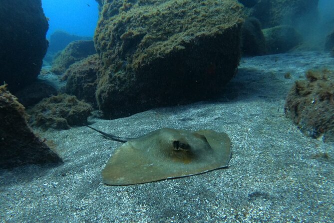 Snorkeling excursion in the Rayas and Turtles Zone - Real Experiences and What Travelers Say