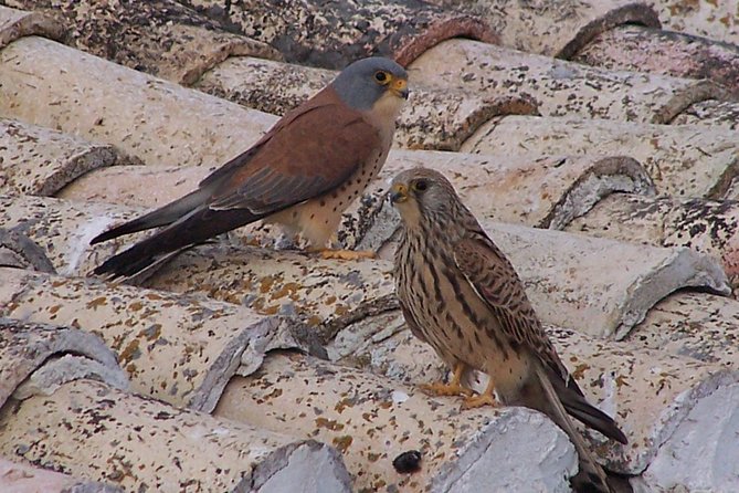 Steppe bird watching in La Mancha Toledana - FAQs