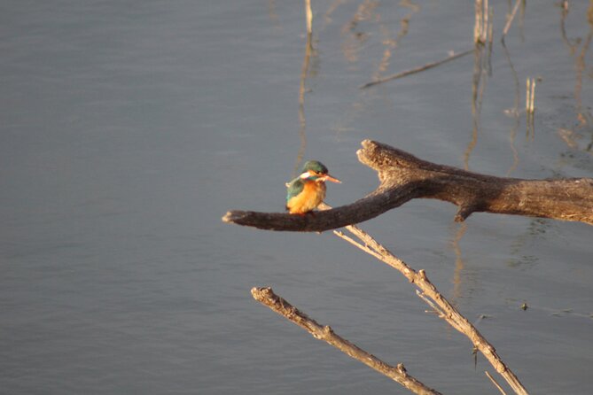 Sunset among flamingos in the Ebro Delta - Authentic Experiences and Genuine Insights