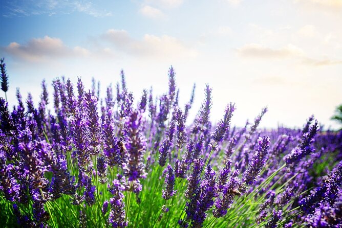 Verdon Canyon and its Lake Full Day Tour - Final Thoughts on Value