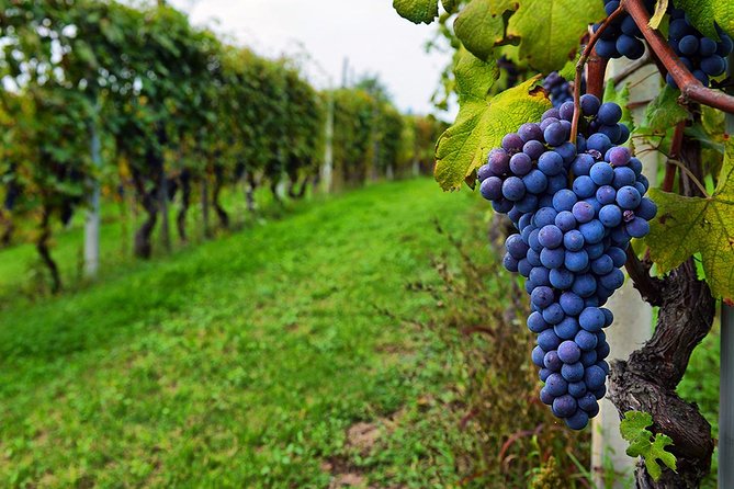 Amber Wines Private Day trip With tastings and Lunch From Tbilisi - Frequently Asked Questions