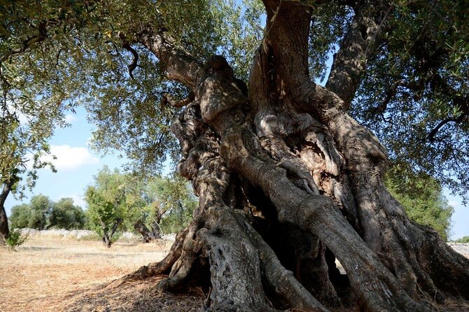 EVO Oil Tasting in Masseria in Ostuni - FAQ