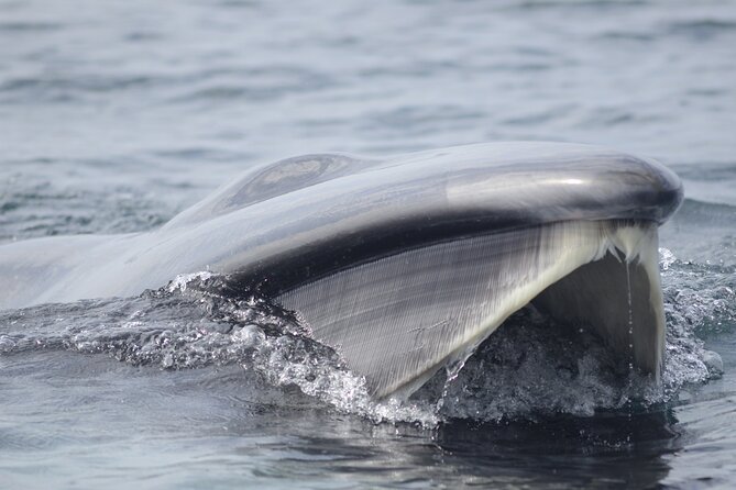 Feathers & Scales - The Scenic Highlights Beyond Wildlife