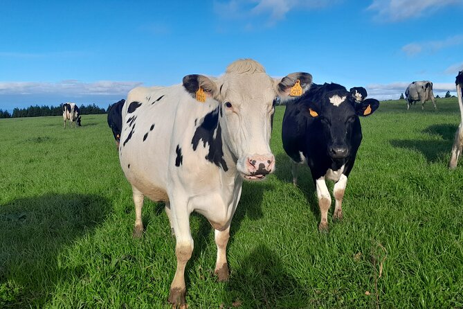 Furnas Volcano Experience: Lush Valleys & Steaming Earth - FAQs