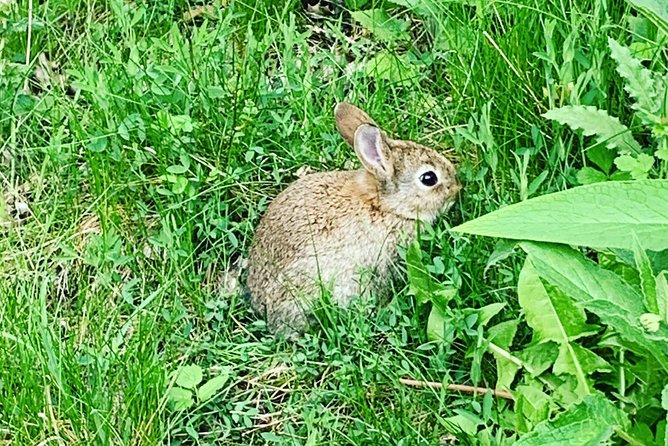 Glencoe, Central Highlands, Rob Roy, Whisky, Private Tour - Authentic Experiences and Notable Highlights