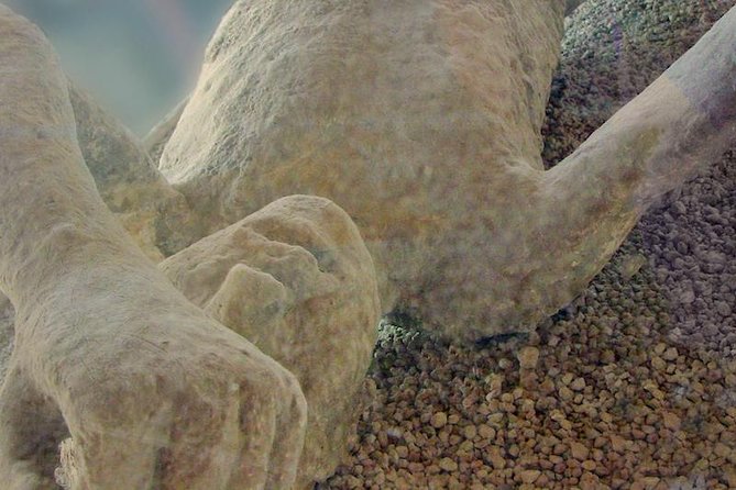 Mt Vesuvius and Pompeii Tour by Bus from Sorrento - What Makes This Tour Stand Out?