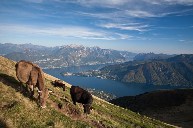 Mushroom or Truffle Hunting - Final Thoughts