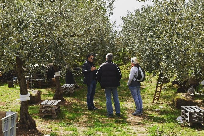 Olive Oil Experience - FAQs