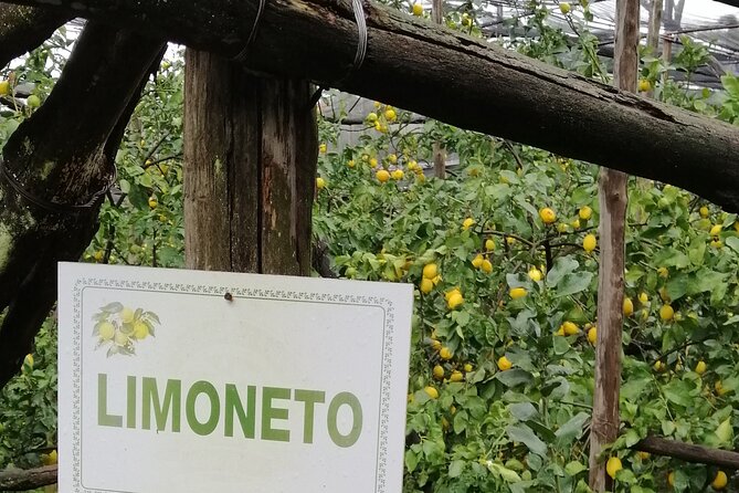 Private day tour: Pompeii, Sorrento and Positano. - The Sum Up