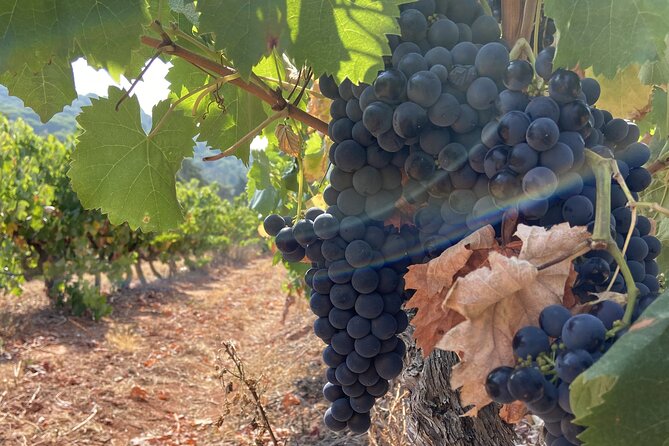 Private Full-Day Wine Tour Arrábida from Lisbon with Tastings - Final Thoughts