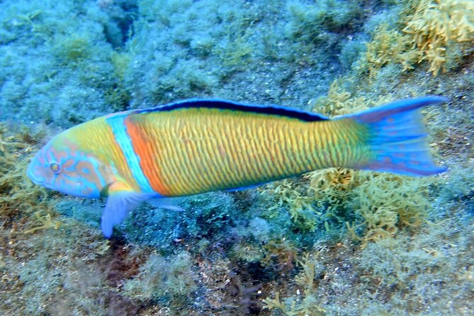 Small Group Snorkeling in Abades Bay with Licensed Guide - Final Thoughts