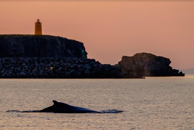 Small-group Whale Watching in the Midnight Sun from Reykjavík - The Sum Up