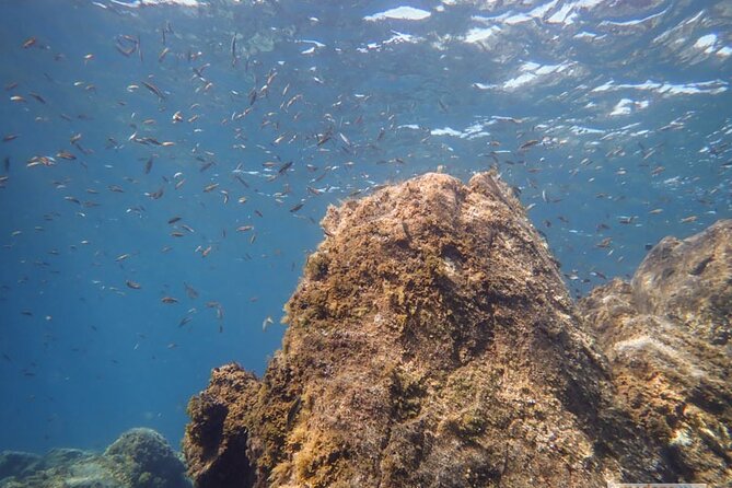 SSI Open Water, South Tenerife - The Underwater World You’ll Encounter