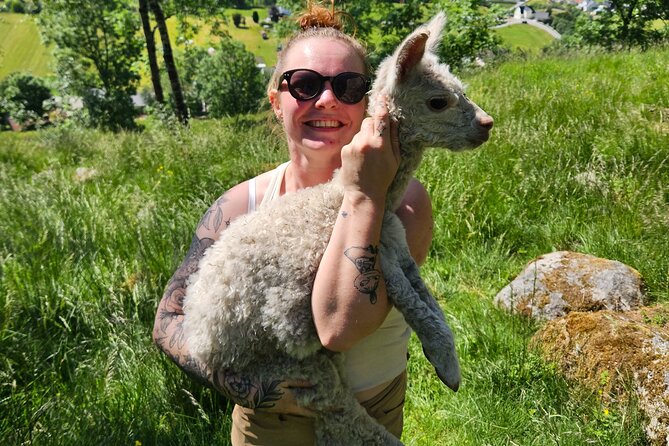 Steim Farm Experience in Vik, Norway - FAQ