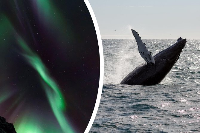 Whale Watching and Northern Lights Half-Day Combo Tour - The Sum Up: Who Will Love This Tour?