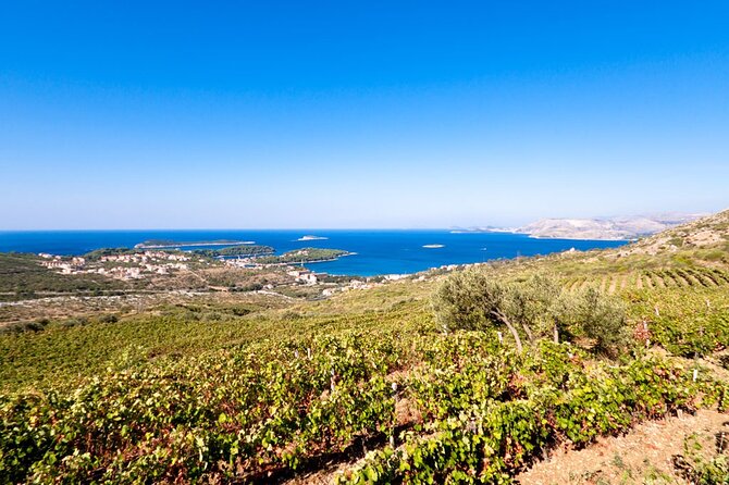 Wine Tasting in Konavle, Near Dubrovnik & Cavtat Join Us! - Who Should Book This Tour?