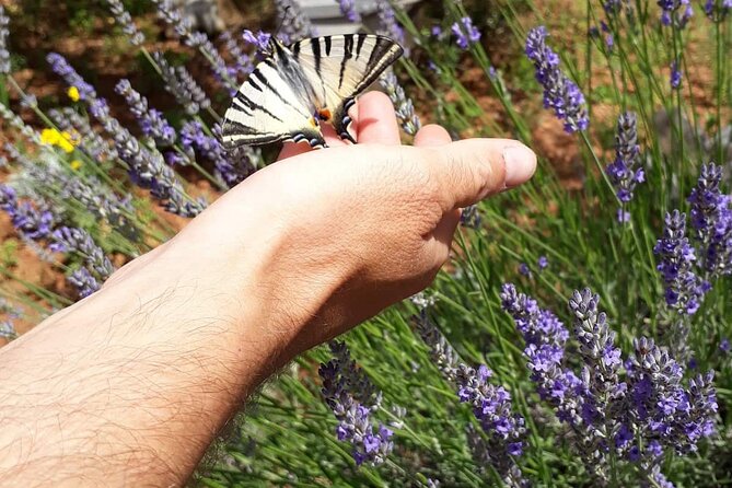 Zadar Boat Tour to the Nearby Islands - Summary: The Bottom Line