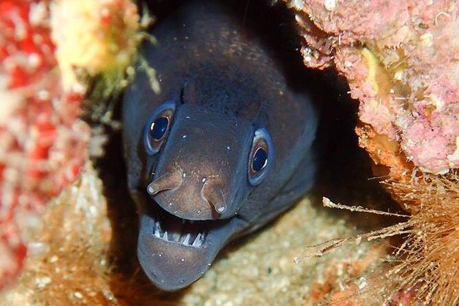 6 Diving Sites Scuba Diving Package in Gran Canaria