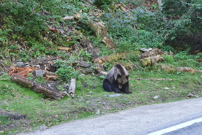 8 Days Private Tour in Romania - Transylvania, Maramures & Moldova - FAQ