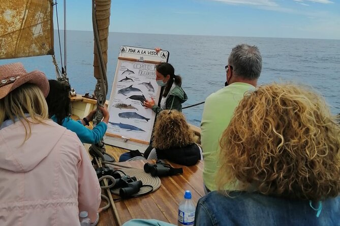8-Hour Whale Watching in Barcelona - Reviews and Authentic Feedback
