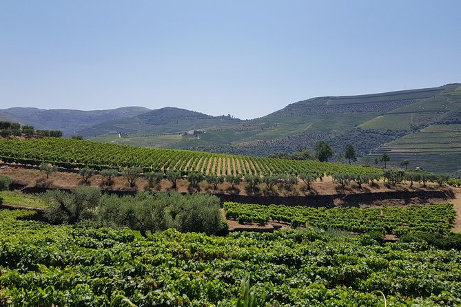 Douro Valley Wine Tour: 3 Vineyard Visits, Wine Tastings, Lunch - Frequently Asked Questions