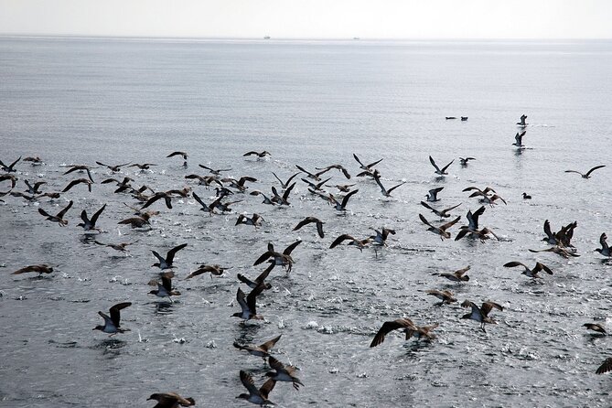 Ferry Benalmádena Fuengirola - Final Thoughts