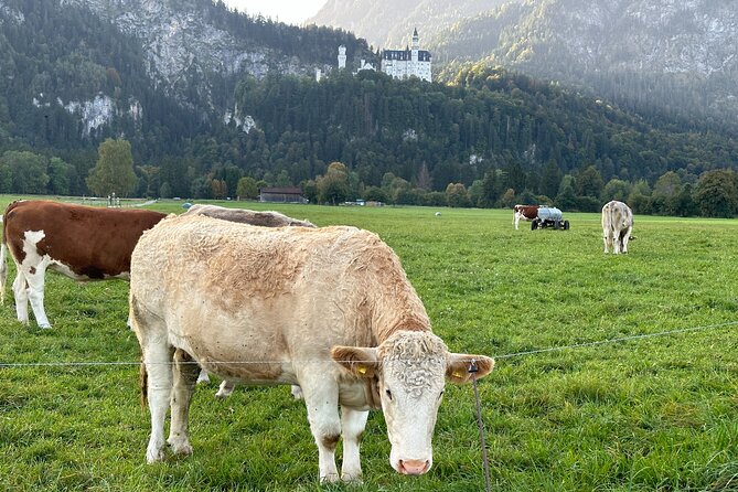 Neuschwanstein Castle & more - Private Tour from Munich - FAQ