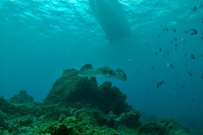 Snorkeling excursion in the Rayas and Turtles Zone - The Sum Up