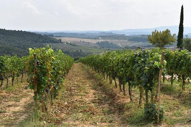 Wine tasting in Chianti, visiting Castellina, in Tuscany from Rome - The Value of This Tour for Different Travelers