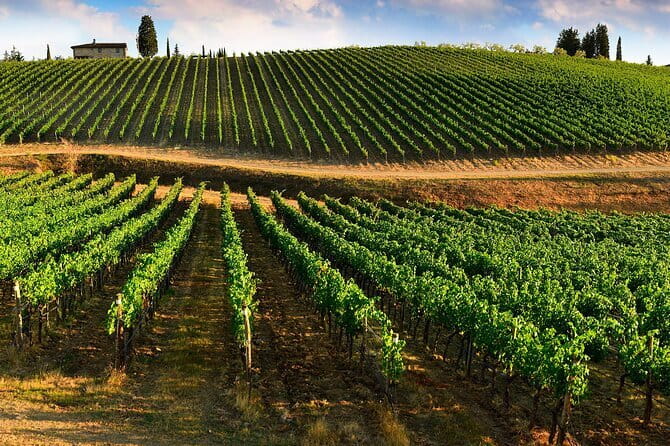 Wine tasting in TWO family wineries around Florence - FAQ
