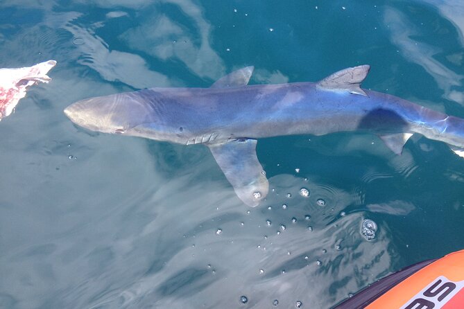 Feathers & Scales - FAQ