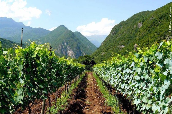 Private Tour to Mtskheta and Georgian Wine Tasting from Tbilisi - FAQ: Your Practical Questions Answered