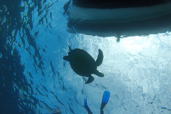 Snorkeling excursion in the Rayas and Turtles Zone - FAQ