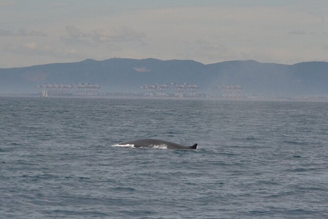 8-Hour Whale Watching in Barcelona - Introduction