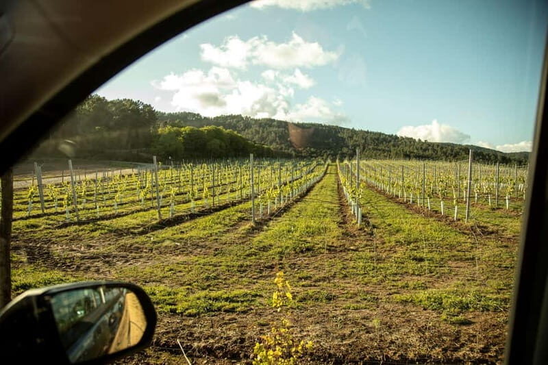 Albariño Wine Tour: Taste, Learn & Take Home a Special Gift