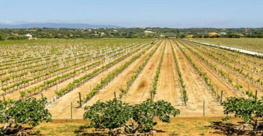 Algarve: Classic Wine Tour & Tasting in Silves