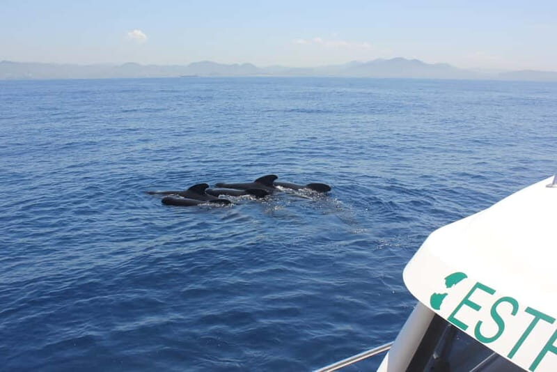 Algeciras: Dolphin and whale watching in reduced groups