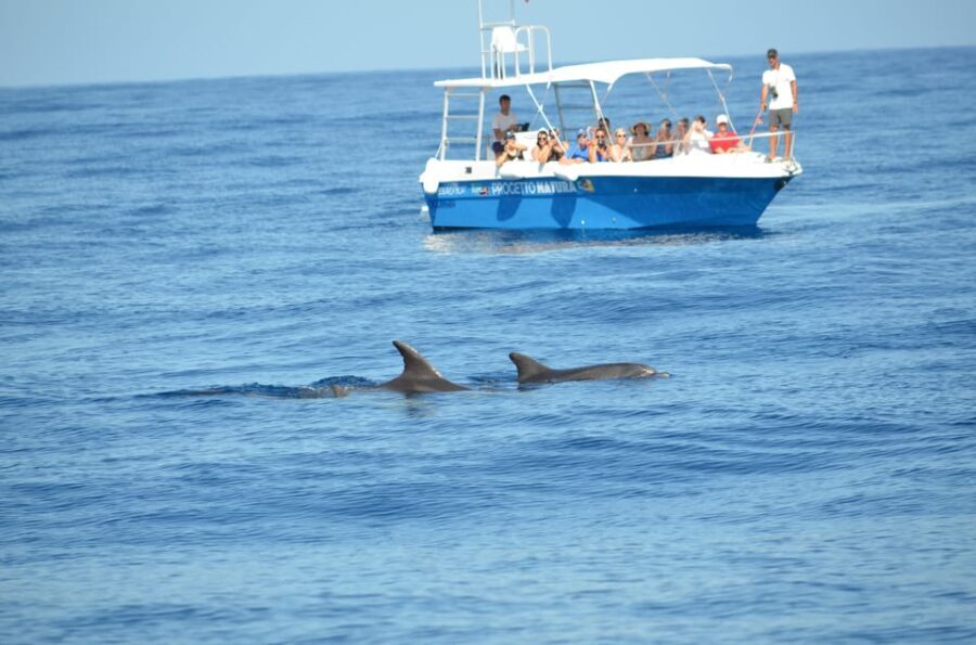 Alghero: Dolphin Watching Tour with Marine Biologists