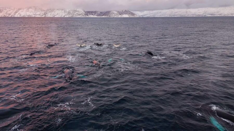 Alta: Altafjord Whale Watching in a Heated Boat
