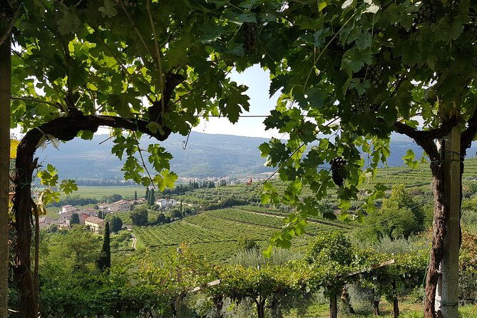 Amarone 2005 Wine Experience - Key Points