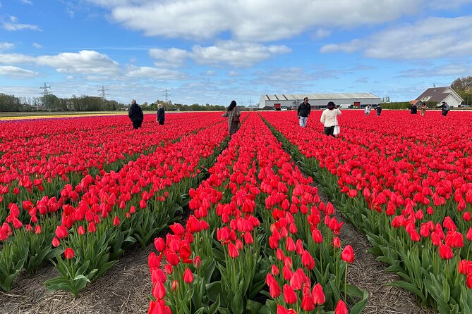 Amsterdam: Day trip to Tulip Farm, Keukenhof + Windmill Cruise - Overview of the Tour Experience