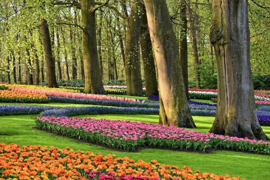 Amsterdam: Keukenhof & Zaanse Schans Windmills Private Tour - What to Expect from the Tour