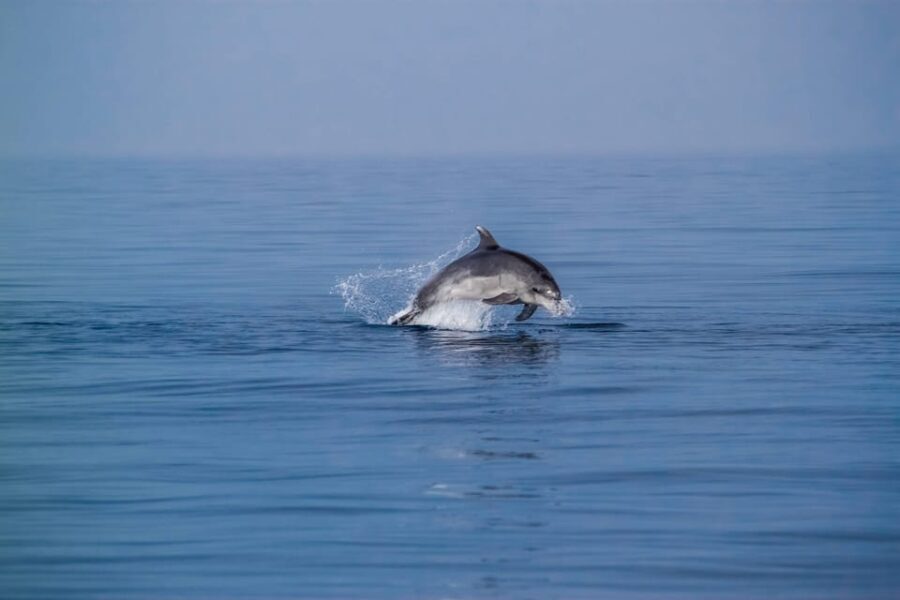 Benalmadena: Dolphin Sighting Boat Tour