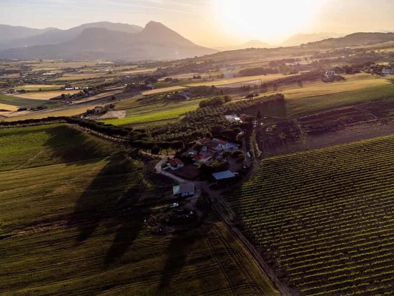 Benevento: picnic among the olive groves of the Sannio and tour of the estate