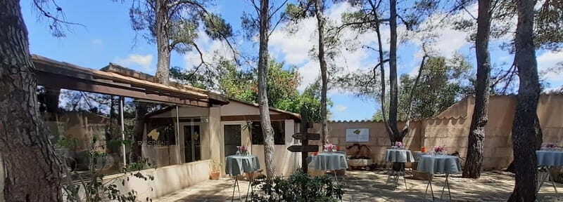 Binissalem: Individual vineyard tour and wine tasting in German